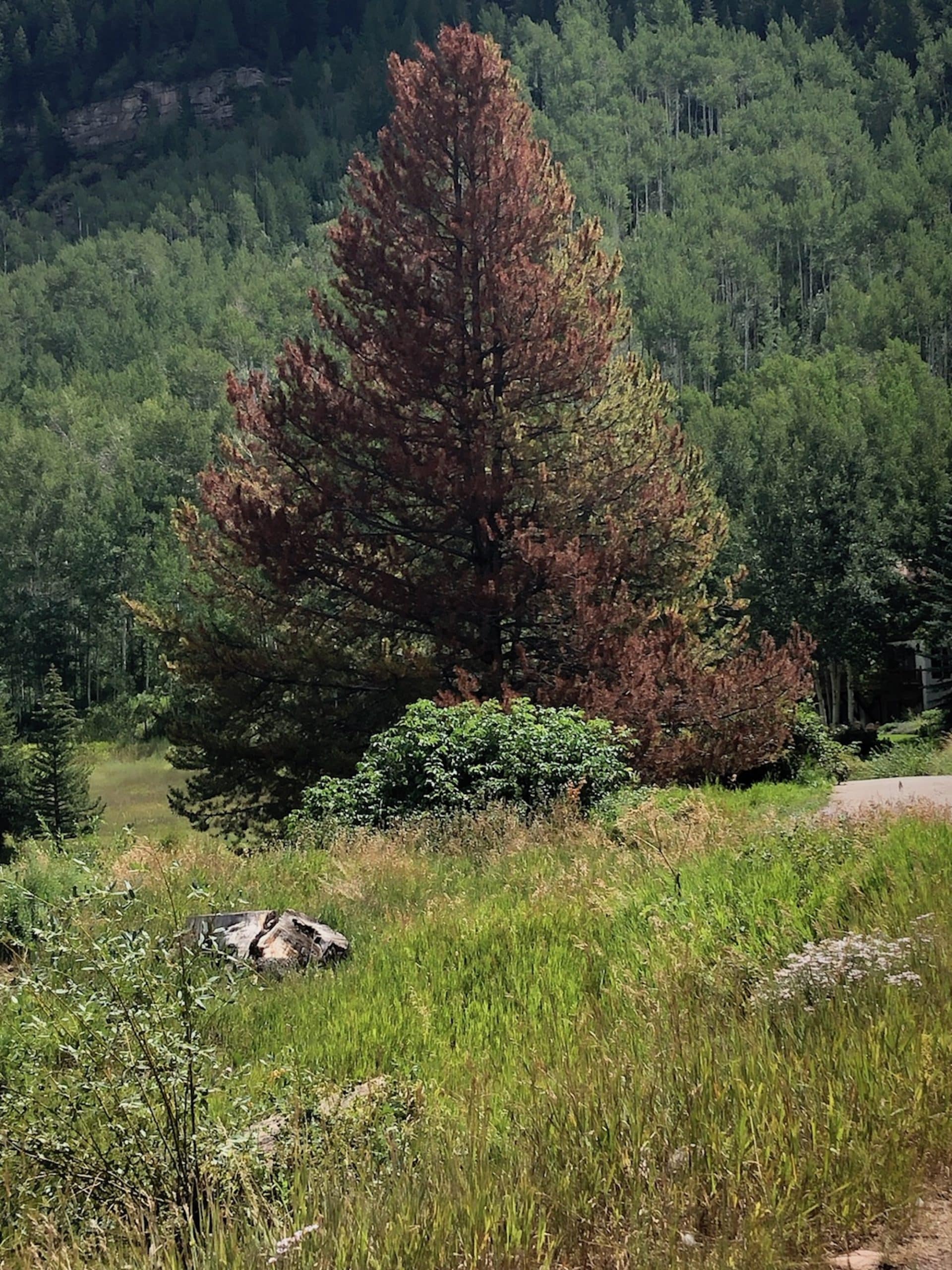 Vail reaches agreement with party responsible for dead tree on golf ...